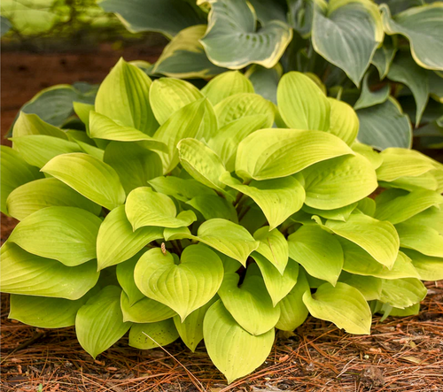 Hosta 'Fire Island' | Green River Nursery