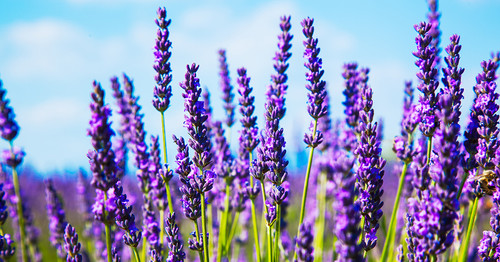 Woody Perennials | Green River Nursery