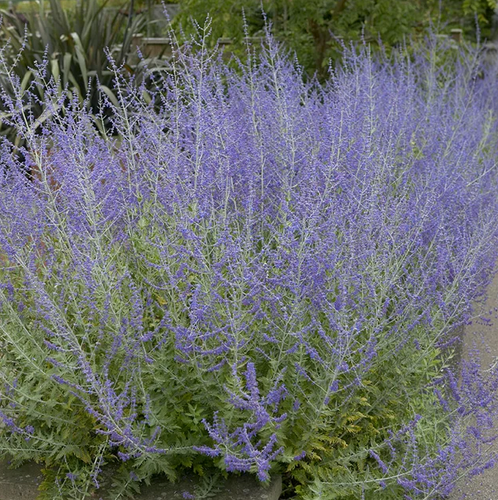 Dwarf Russian Sage 'Little Spires' | Green River Nursery