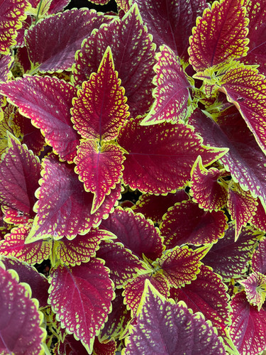 Coleus 'Coleosaurus' | Green River Nursery