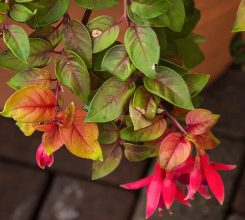 Autumnale Fuchsia | Green River Nursery
