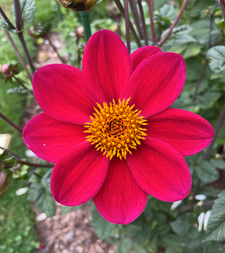 Dahlia 'Mignon Red' | Green River Nursery