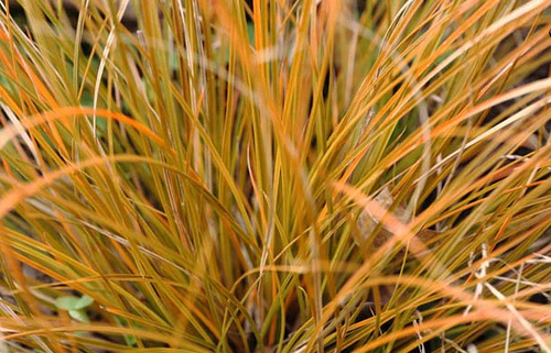 Orange Sedge | Green River Nursery