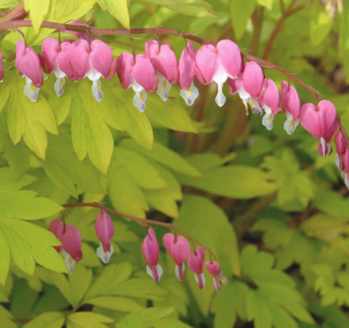 Bleeding Heart 'Gold Heart' | Green River Nursery