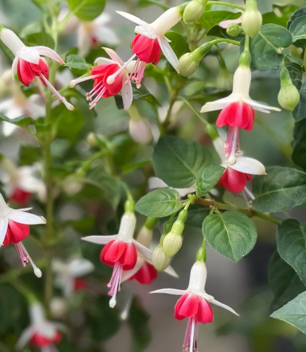 Hardy Fuchsia 'Galadriel' | Green River Nursery