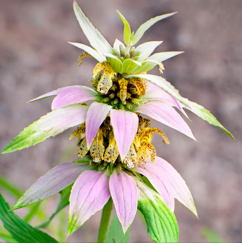 Bee Balm 'Spotted' | Green River Nursery