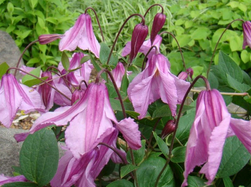 Clematis 'Alionushka' | Green River Nursery