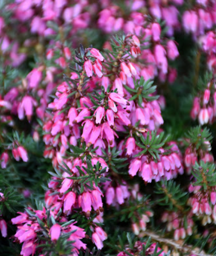 Heath 'Tanja' | Green River Nursery