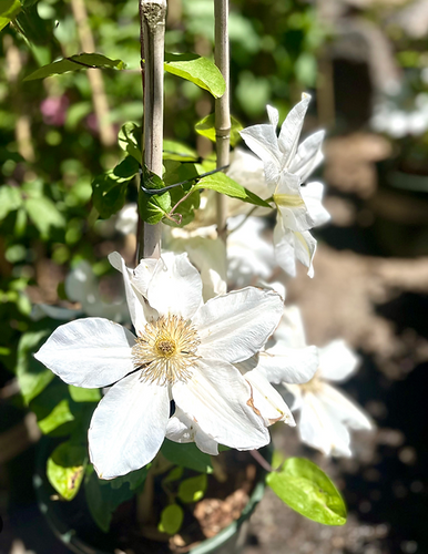 Clematis 'Toki' | Green River Nursery