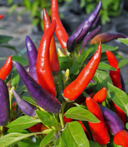 Ornamental Pepper (Varieties) | Green River Nursery