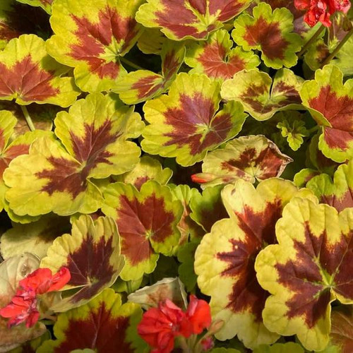 Geranium 'Occold Shield' | Green River Nursery