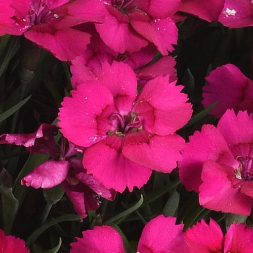 Dianthus 'EverLast Neon Pink' | Green River Nursery