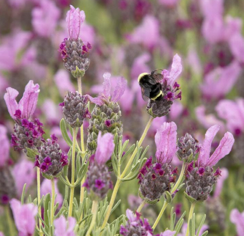 Woody Perennials | Green River Nursery