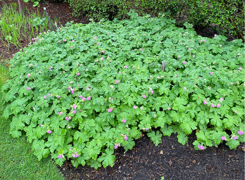 Hardy Geranium 'Bevan's Variety' | Green River Nursery