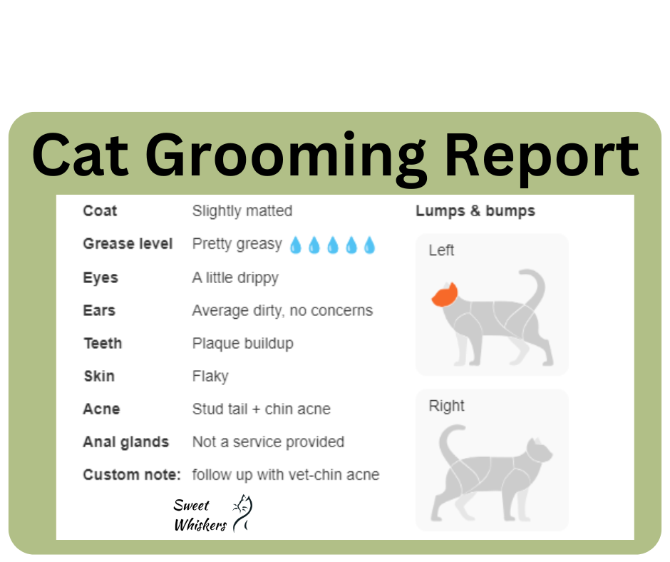 What's A Cat Grooming Report?