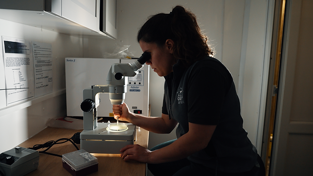 Embryo Transfer | Giles And Parsons Farm Vets | Otterham