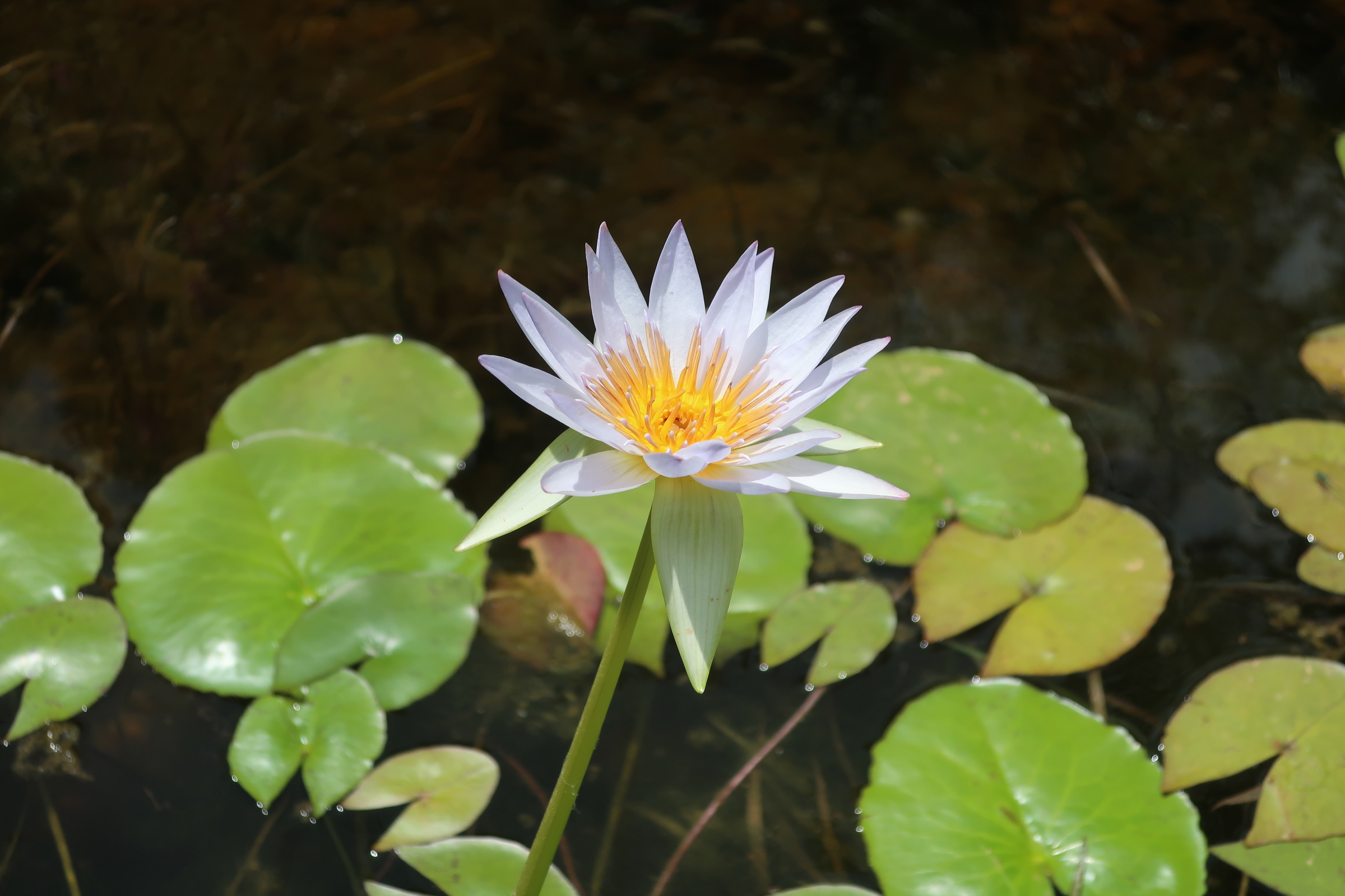 Nymphaea Stellata