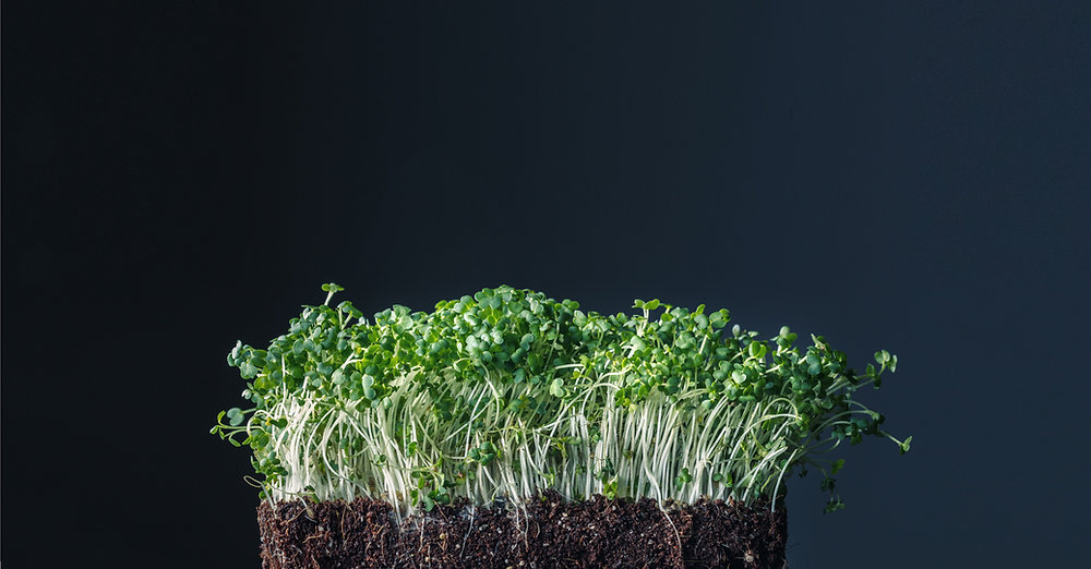 Sprouting 101: Health Benefits of Sprouted Foods + A Tutorial ...