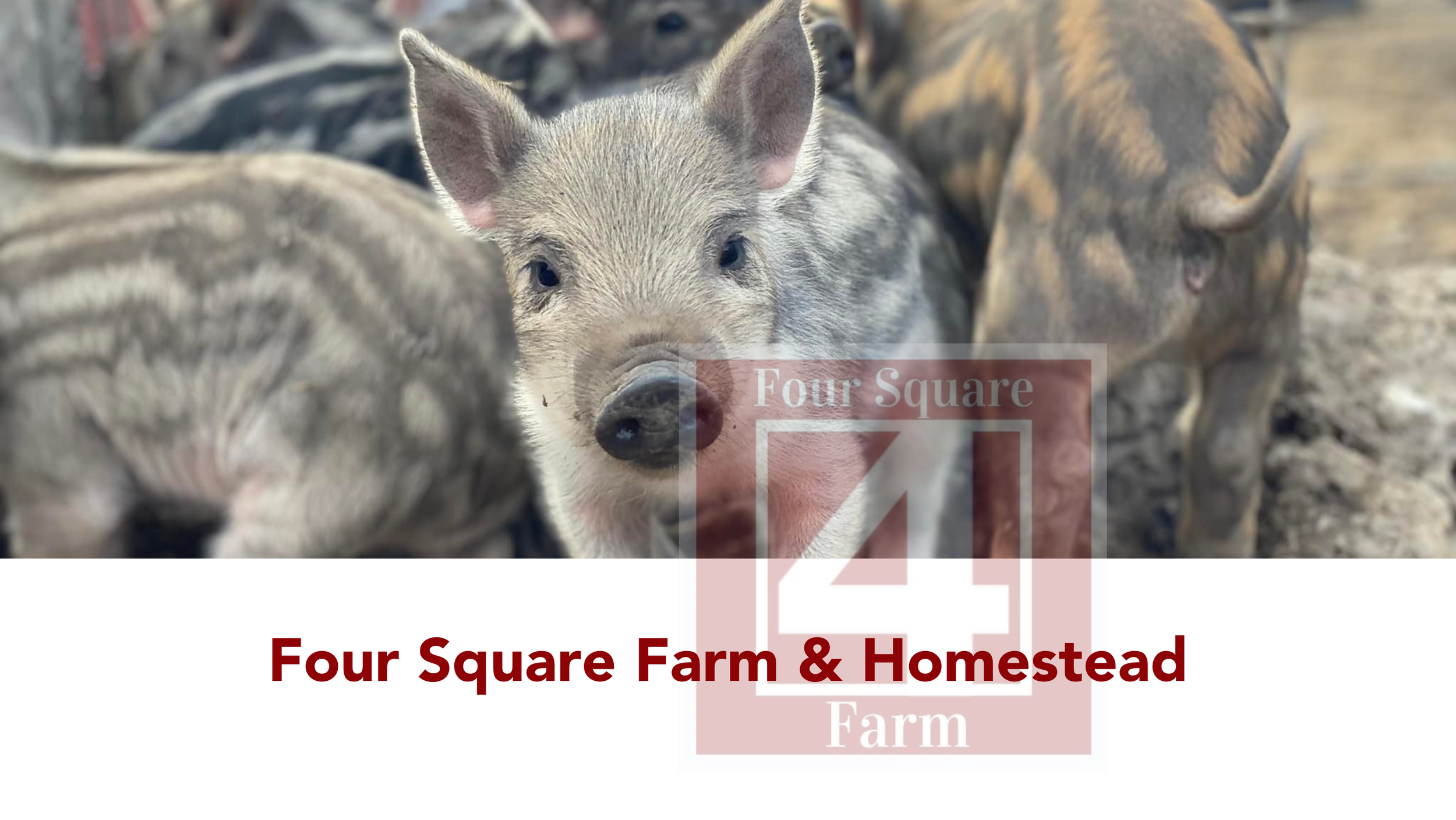 Home | Four Square Farm & Homestead | Scranton, Kansas