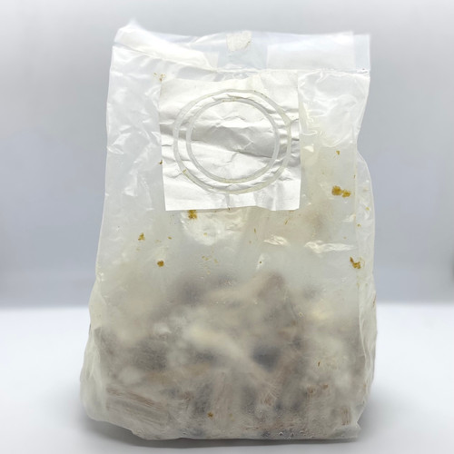 Cavilhas com Micélio de Lentinula edodes - Shiitake | Mundo dos Cubensis