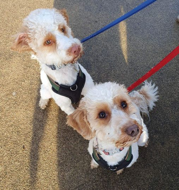 Luna & 𝗥𝗼𝗹𝗹𝘆 the 𝗖𝗼𝗰𝗸𝗮𝗽𝗼𝗼𝘀