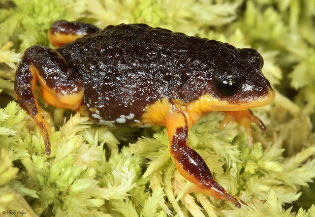 The bio-diverse Mornington Peninsula