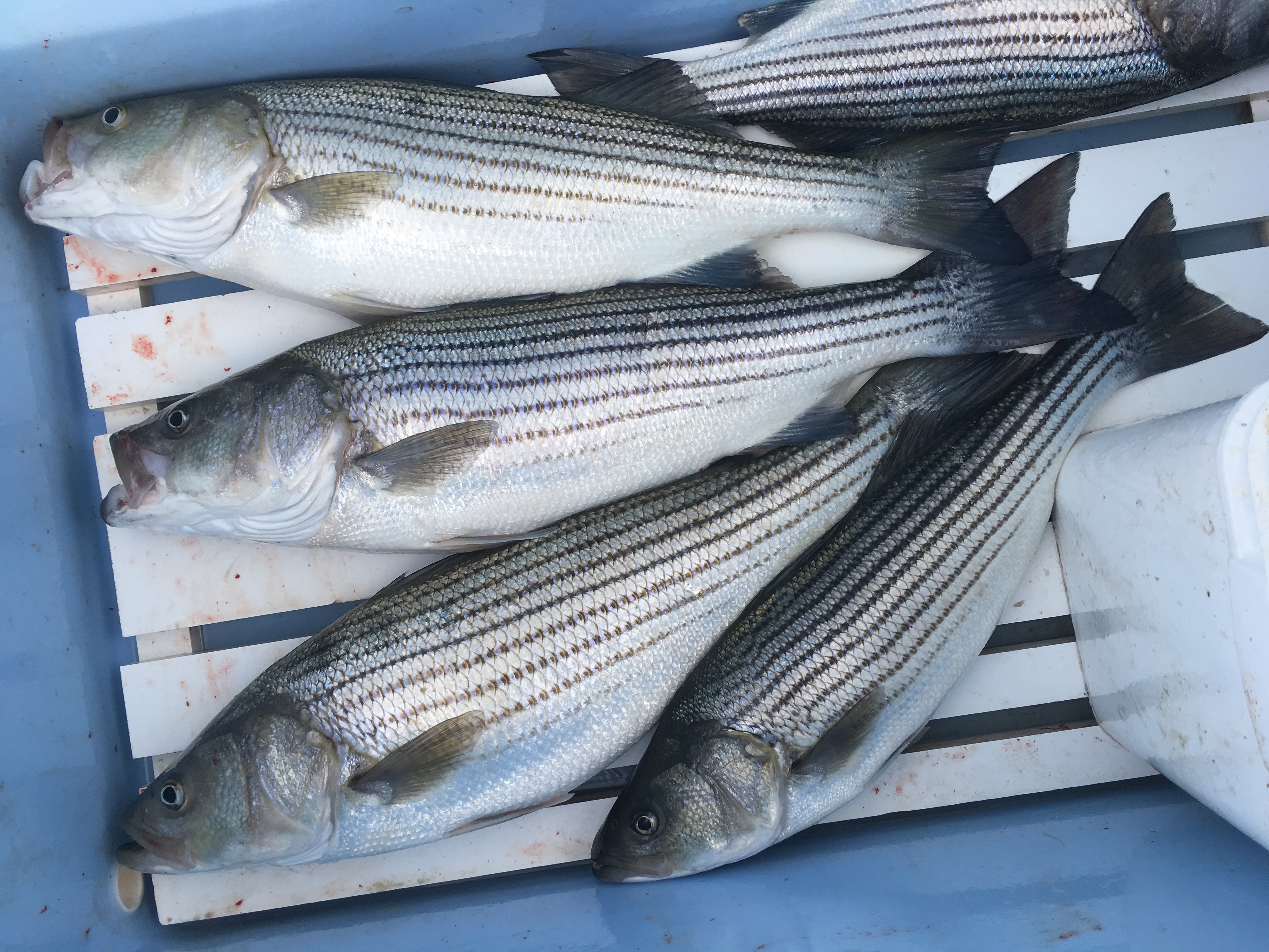 Chesapeake Bay Rockfishing | Striped Bass