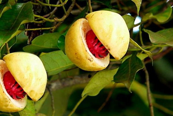 nutmeg trees