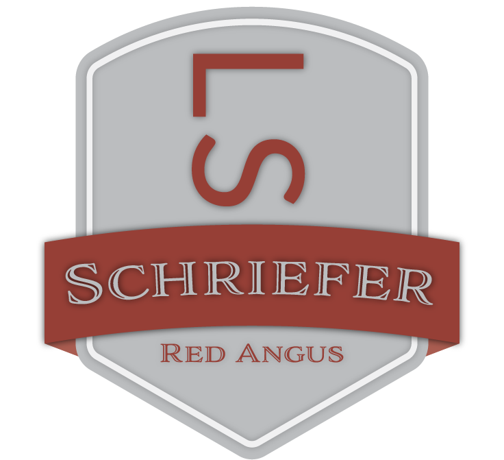 Sale Information/Videos | Schriefer Red Angus