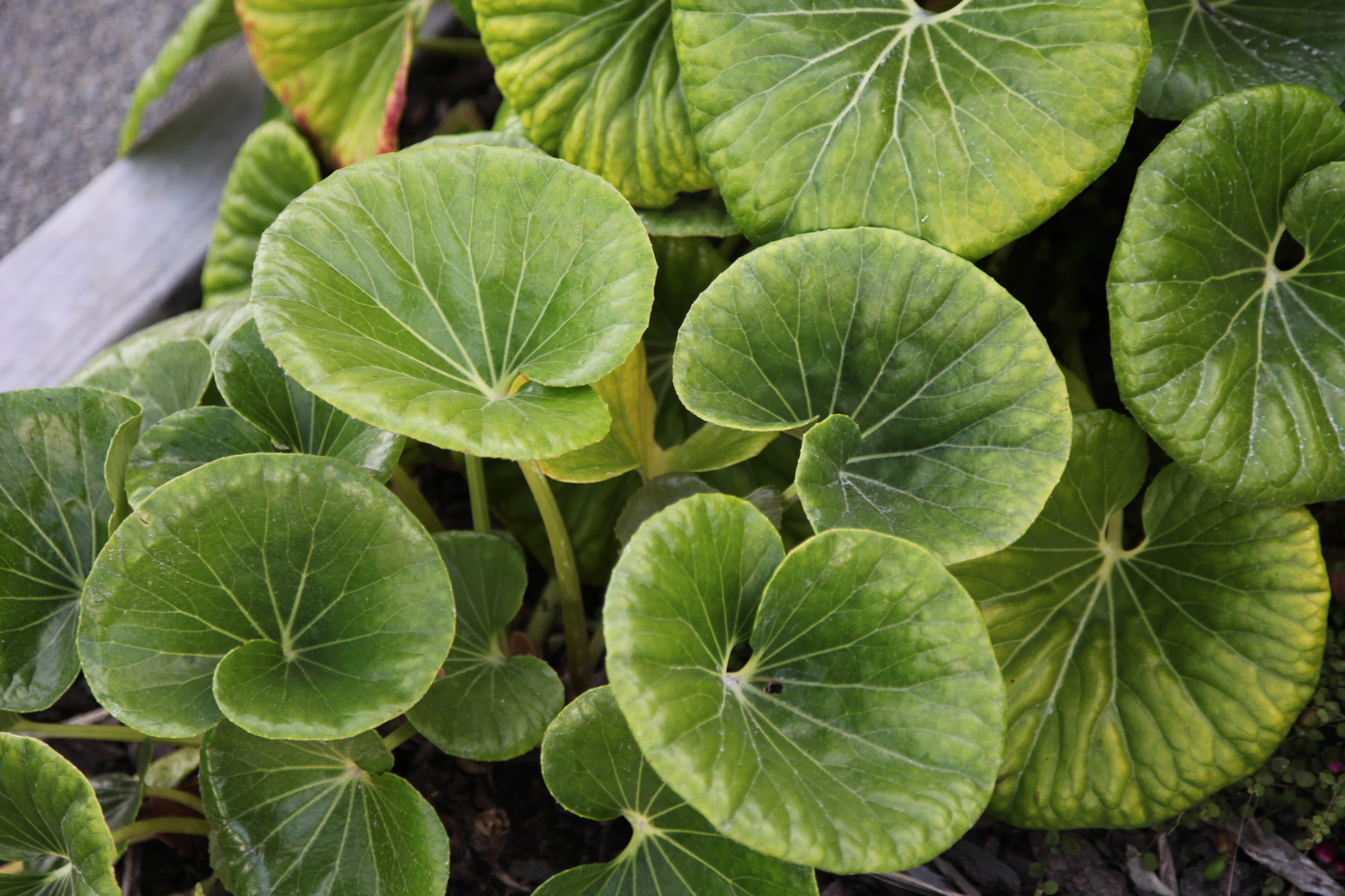 Natuplex Green Centella Asiática | Biovital Indústria e Comércio