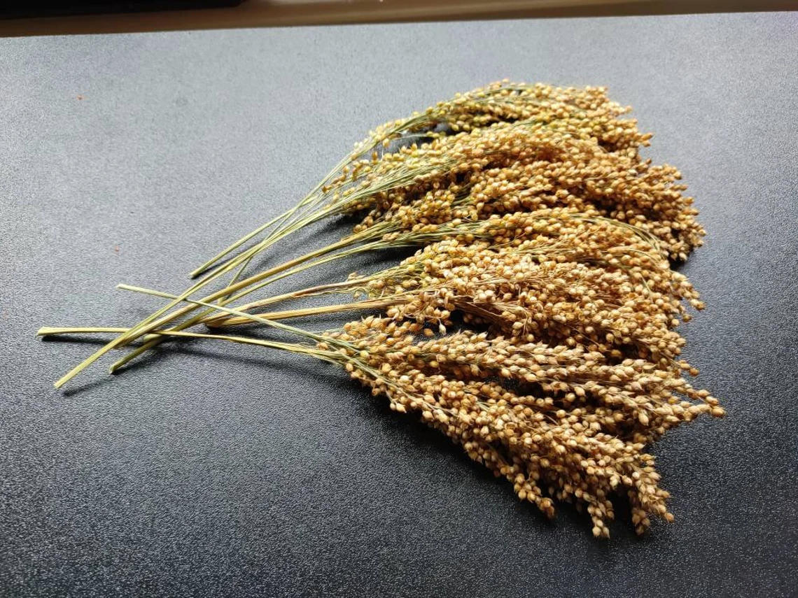 Panicle Millet White | Hamsters We Love