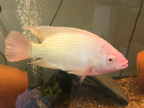 Larger Quantities Of White Nile Tilapia Fingerlings Nature