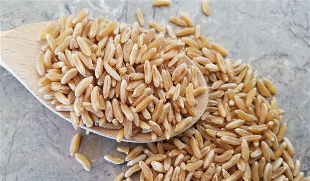 Khorasan Wheat | What is Khorasan | IdahoAncientGrains