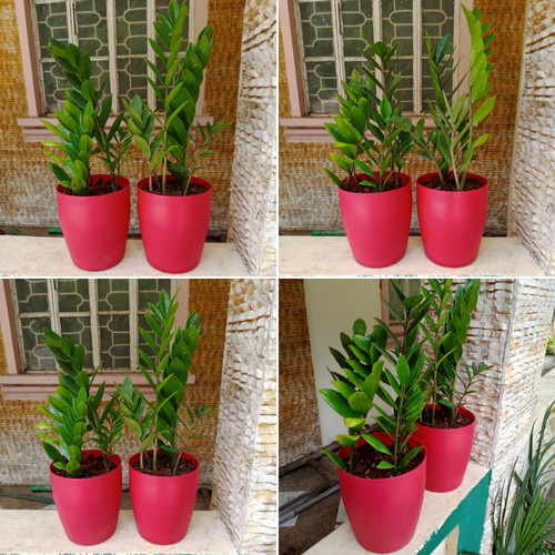 ZZ Plant a.k.a Welcome Plant | Green Square Corner