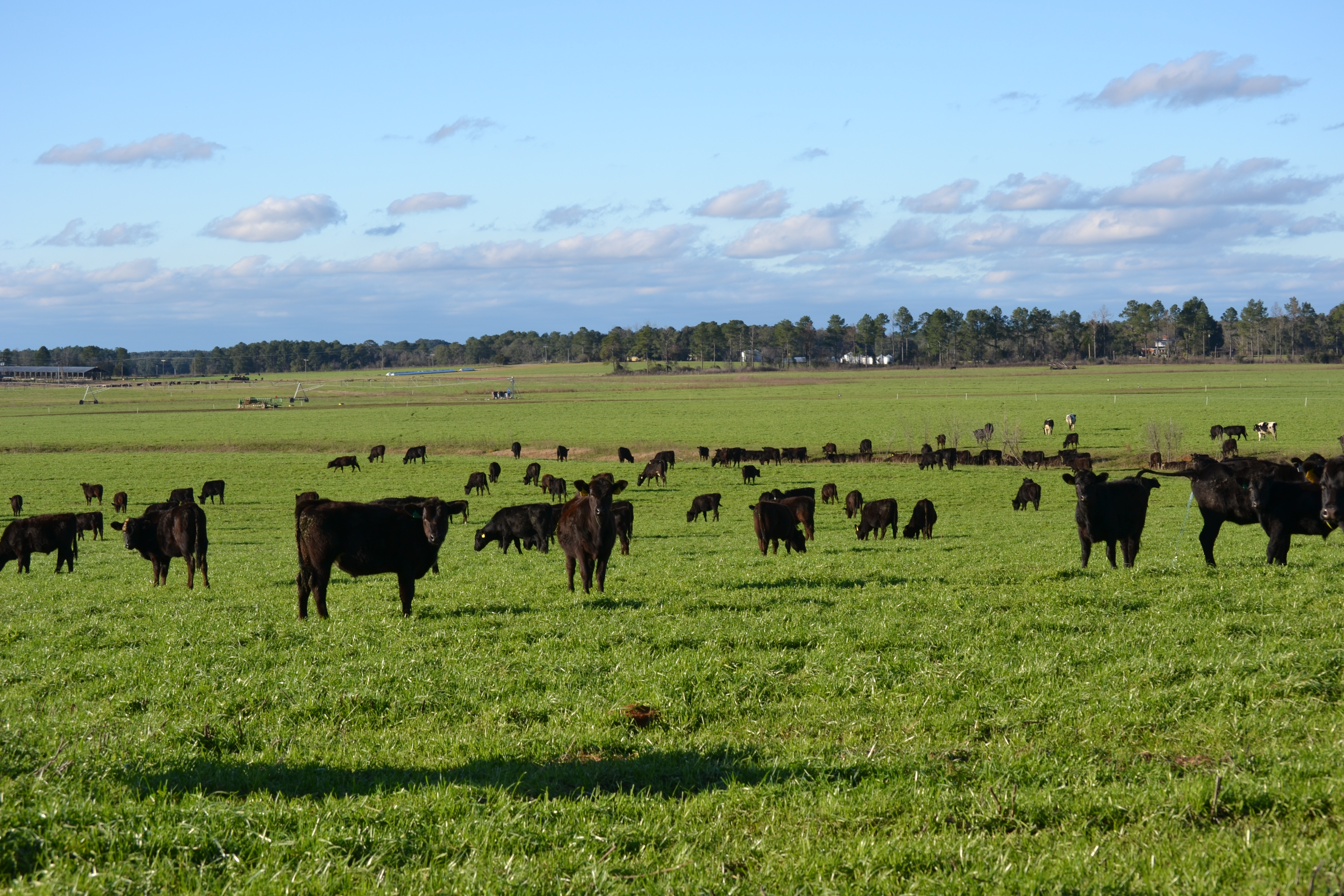 Home | gradyranchbeef