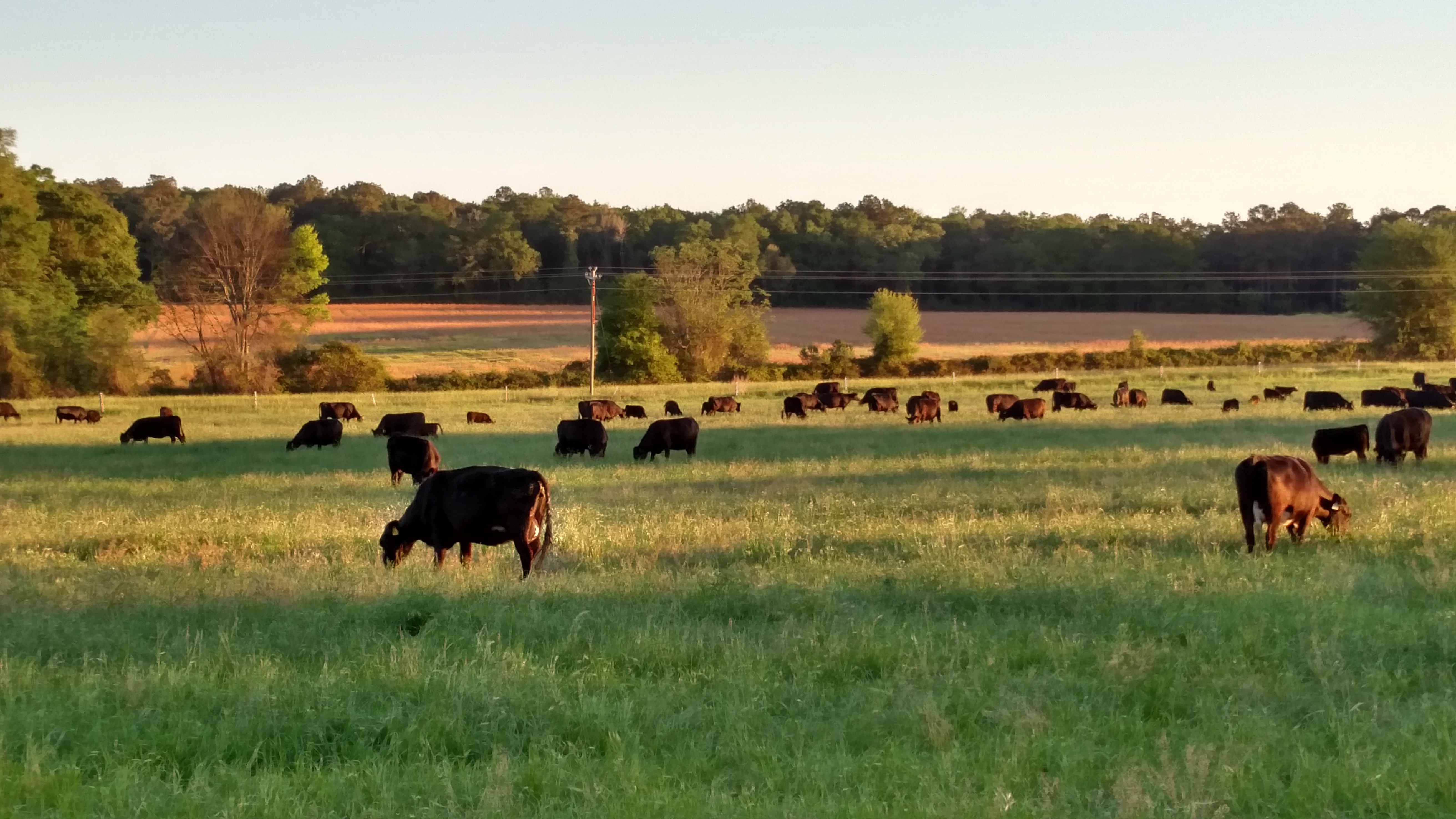 Home | gradyranchbeef