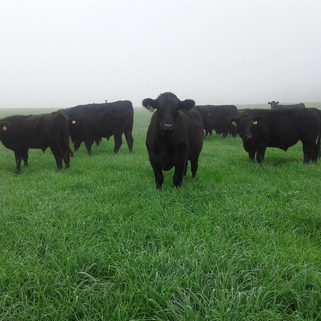 Home | gradyranchbeef