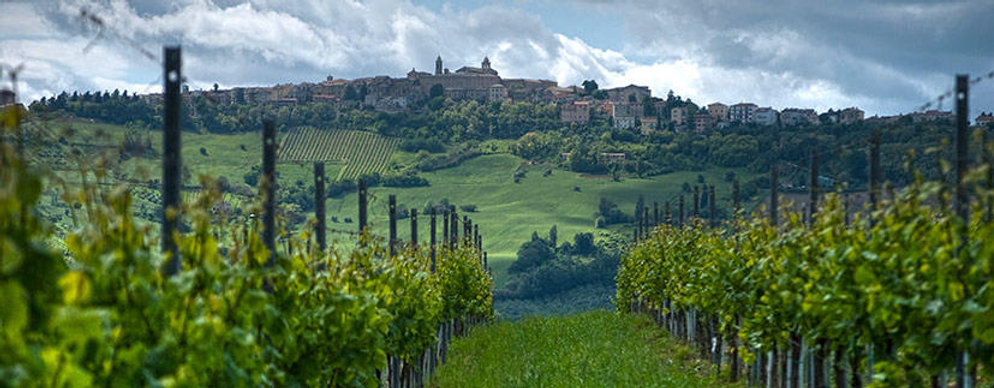 Marche Wines: Six Varieties You Need to Try | DonMar Sailing