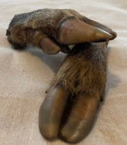 Furry Boar legs | Woofs & Wags