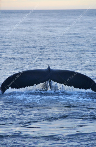Whale Footprints | Samara Peddle