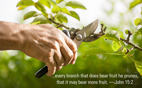 The Pruning of the Vine