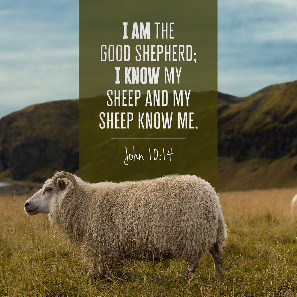Jesus said, “I AM the Good Shepherd”