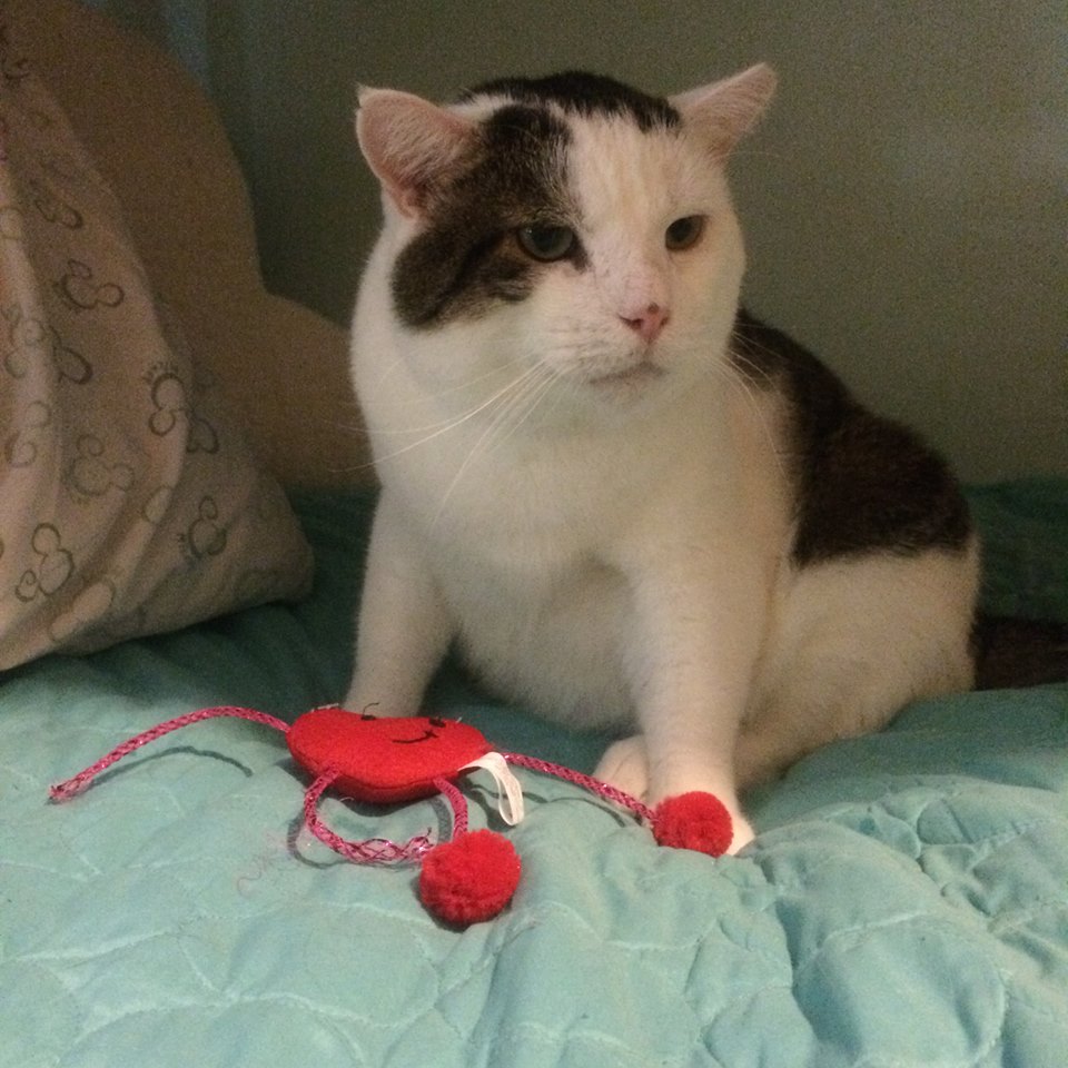 Pawsitively Lovable/Seekonk/Pet Services