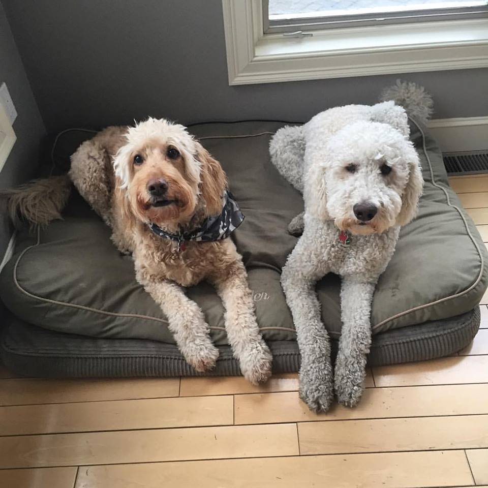 Pawsitively Lovable/Seekonk/Pet Services