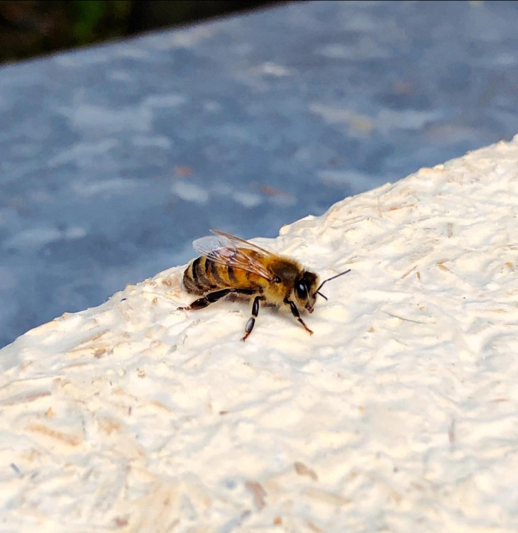 Local Bee: Reviving UK Honeybees with Mycelium Hives