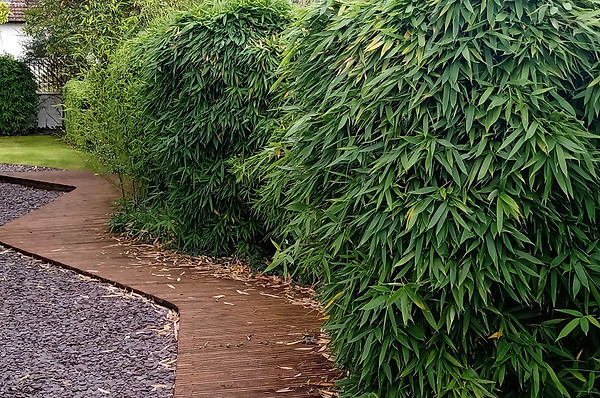 Bamboo Site Surveys and Treatment Across Scotland | ERS Remediation