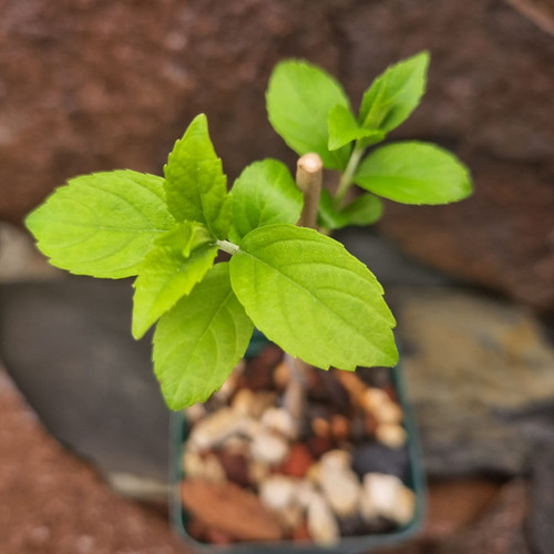 Callicarpa Japonica Leucocarpa | Okami No Mori