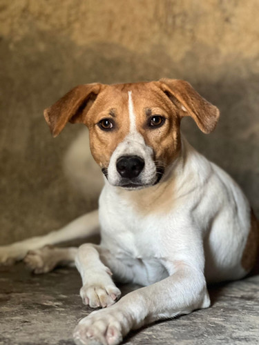 Onyx, male, Dec 2022 | bmdrnew