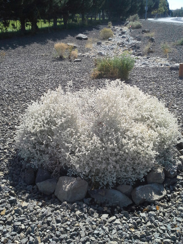 Snow Buckwheat | CBCD
