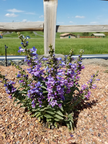 Sand Penstemon | CBCD